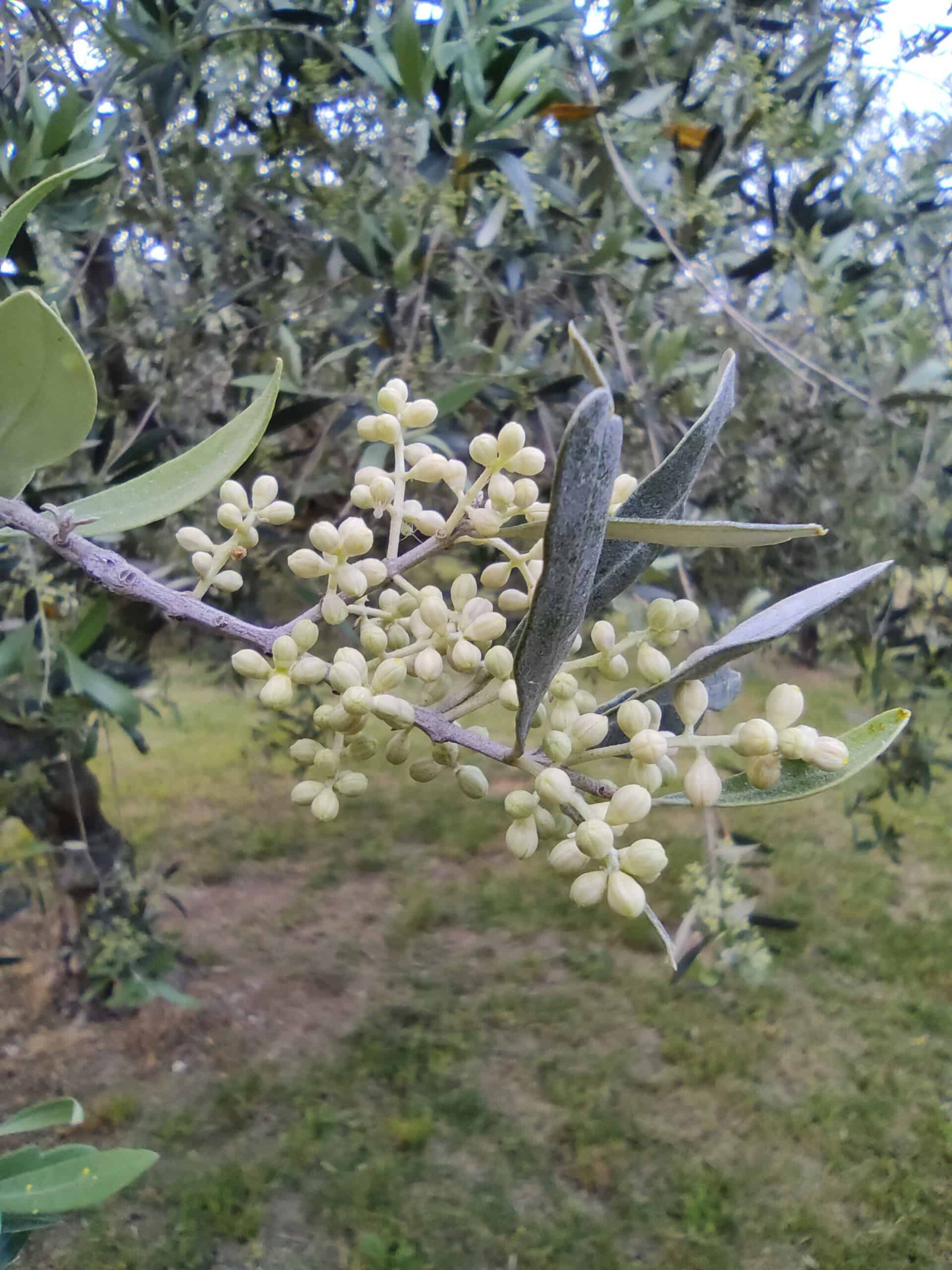 Medicinal Plant Olive - B2B Nutramedic&Cosmetics