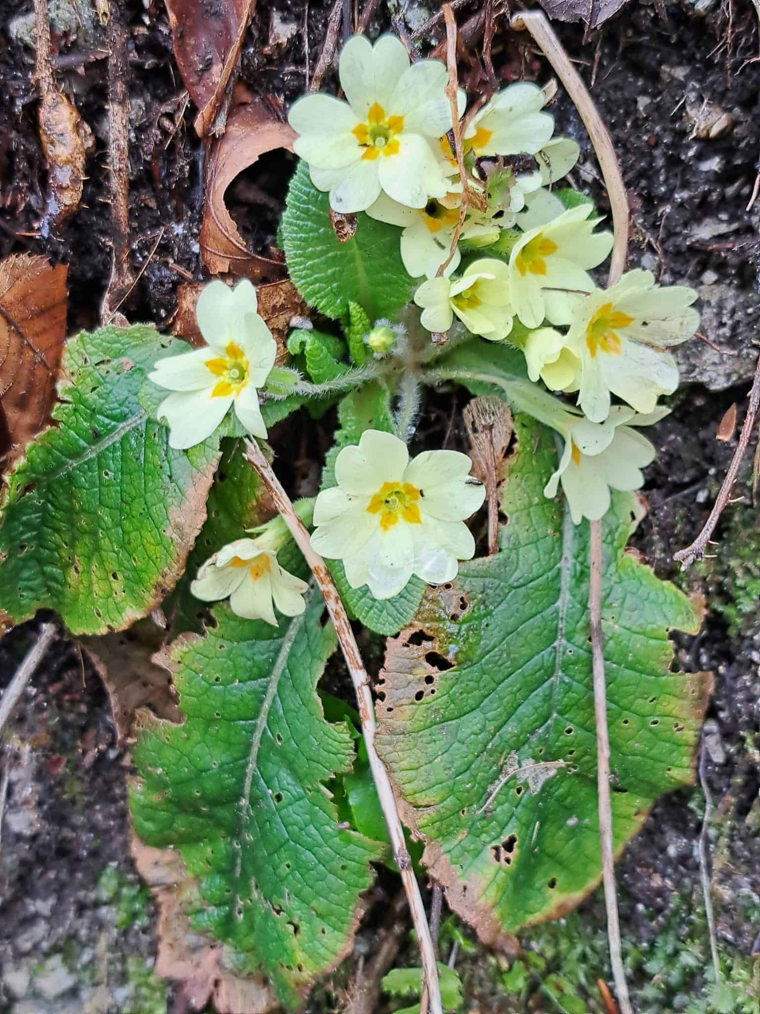 Medicinal Plant Primrose - B2B Nutramedic&Cosmetics