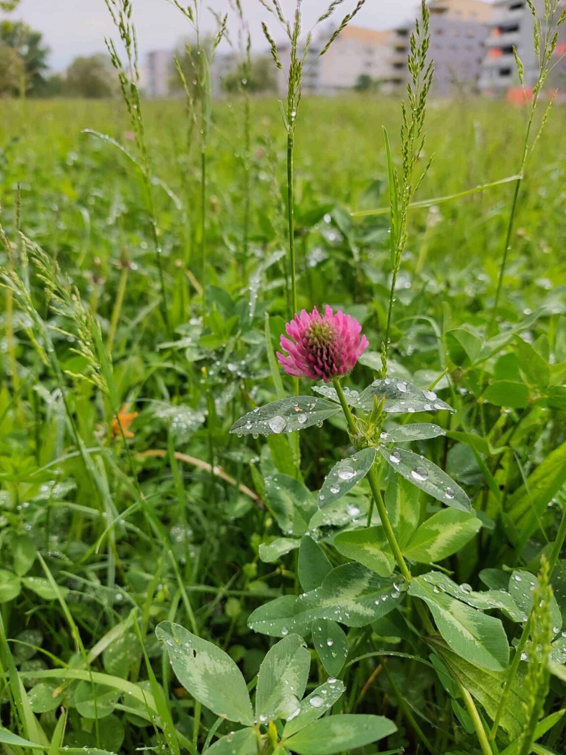 Medicinal Plant Red Clover - B2B Nutramedic&Cosmetics